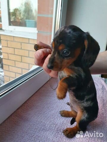 Мраморные таксята эксклюзив