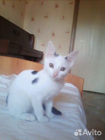 Котенок Пятачок