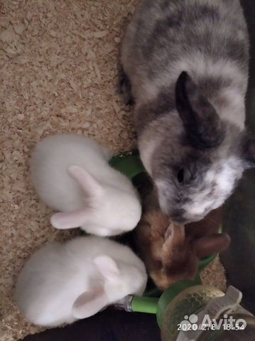 Декоративные крольчата