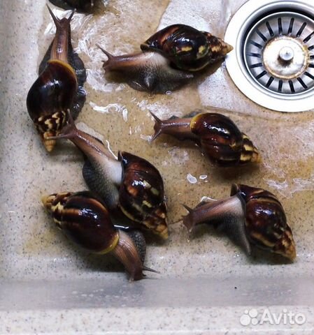 Продам Ахатин