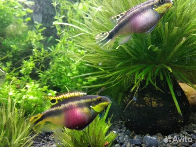 Аквариумные рыбки Пульвикохромис Пульхера,попугайч