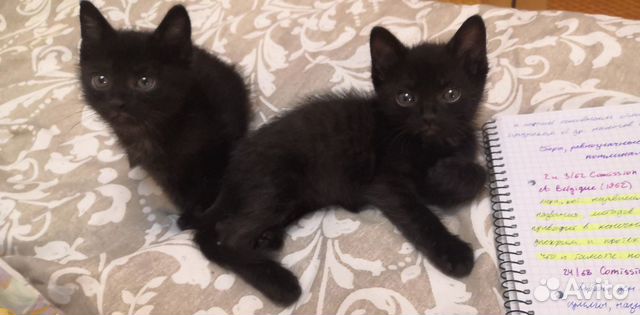 4 маленьких месячных котенка в дар