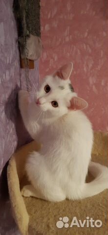 Продам белого котёнка (девочка)
