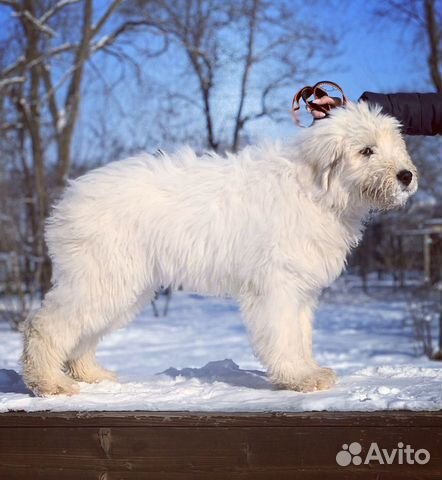 Южнорусская овчарка