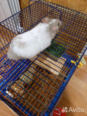 Сирийский хомяк на вязку (не продажа)