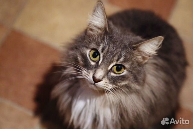 Мурыся. Умнейшая кошка в добрые руки