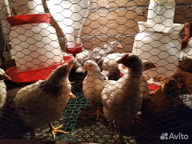 Цыплята 1,5 месяца