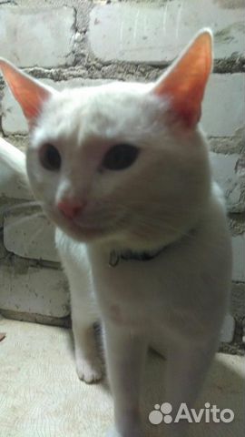 Отдадим котика