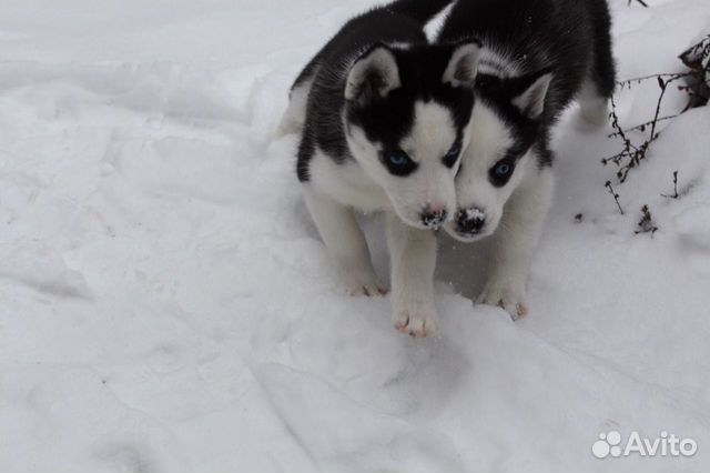Щенки хаски