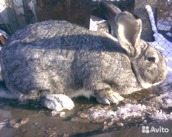 Кролики Серый Великан (10 месяцев)