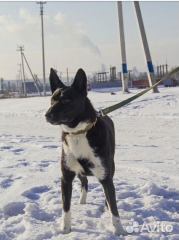 Отдам собаку в добрые руки