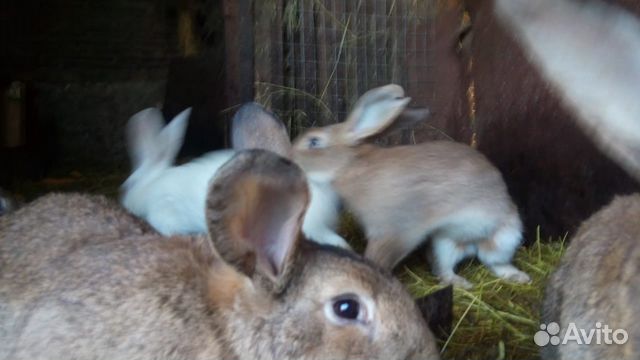 Кролик и нутрия