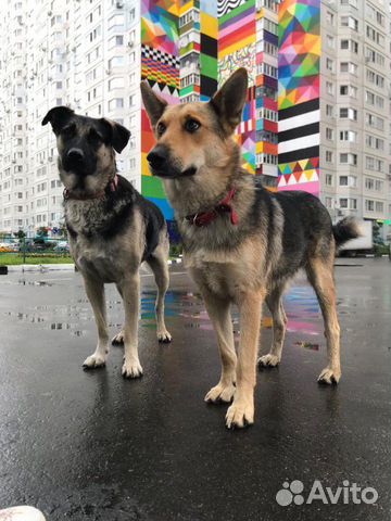 Собаки в дар в добрые руки