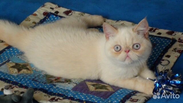 Лапочки-любимки