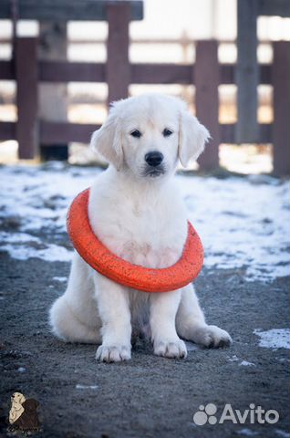 Малыши золотистого (голден) ретривера