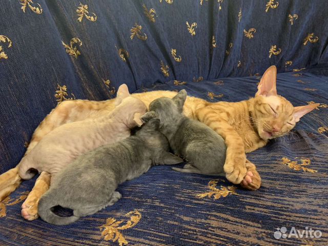 Котятки Корниш-рекс