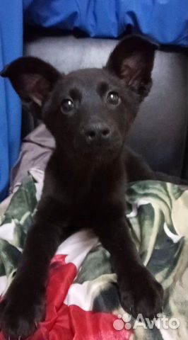 В добрые руки метис