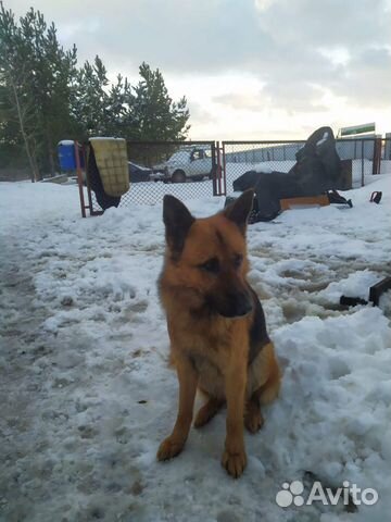 Немецкая овчарка