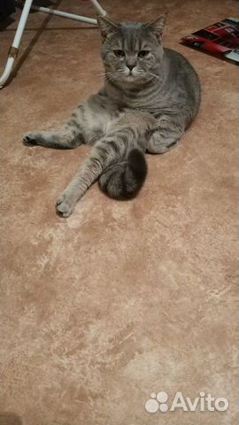 Кот для вязки, британец