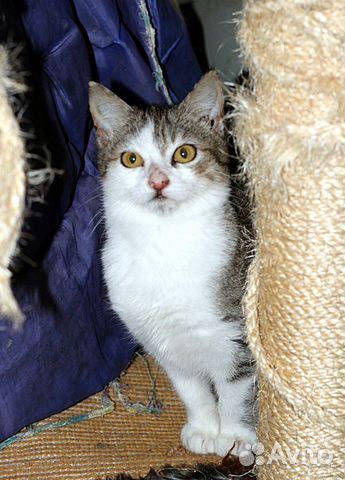 Светик ждет укотовителей-роидителей)