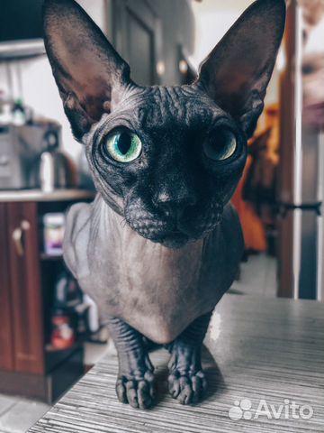 Канадский сфинкс вязка