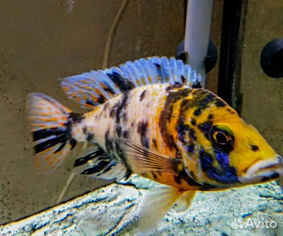 Аулонакара мультиколор