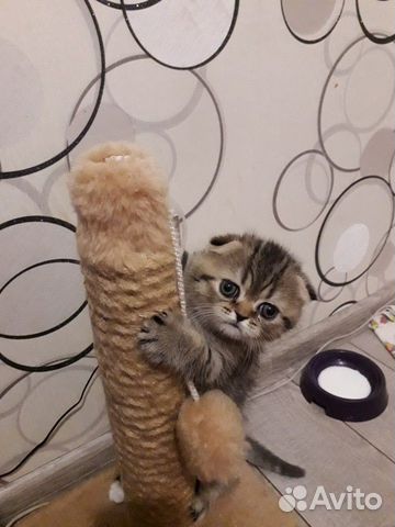 Шотландская
