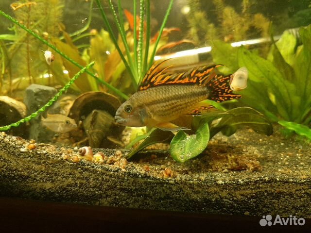 Апистограммы какаду, гуппи, петушки, растения