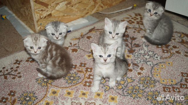Шотландские котята