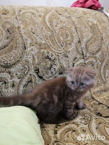 Шотландские котята