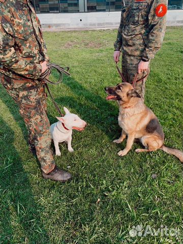 Мини бультерьер