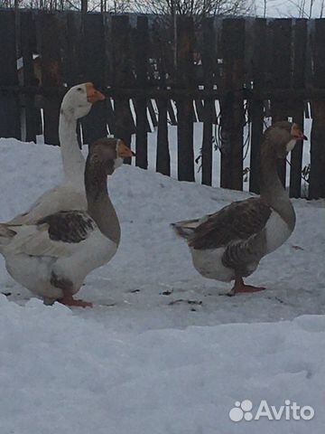 Холмогорские гуси племенные