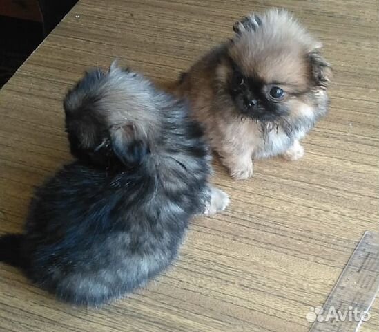 Щенки пекинеса