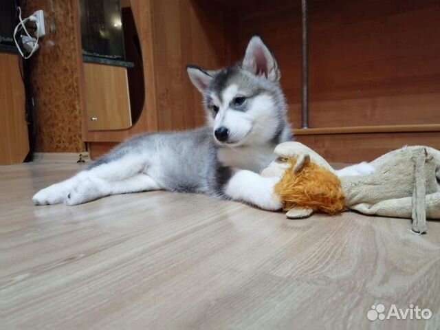 Шикарный маламутики