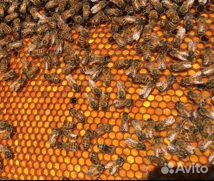 Пчеломатки с 5-го мая, Оплата при получении