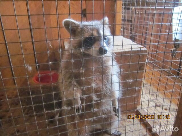 Енот поласкун