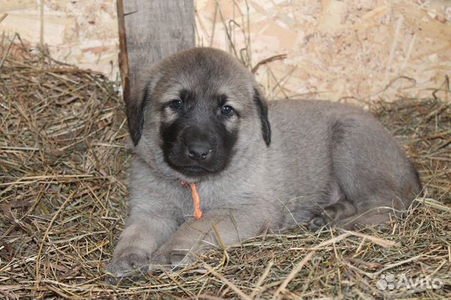 Щенки кангала/кангальская овчарка
