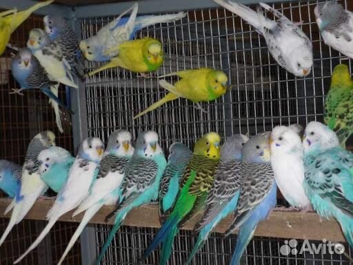 Попугаи волнистые