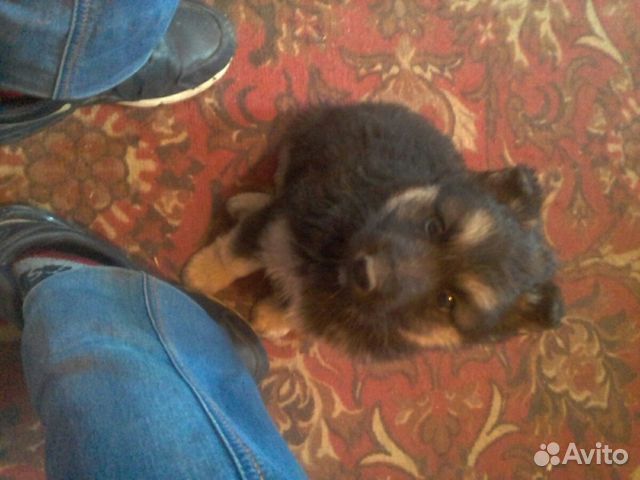 Продам щенка овчарки