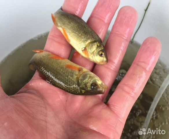 Рыба для зарыбления