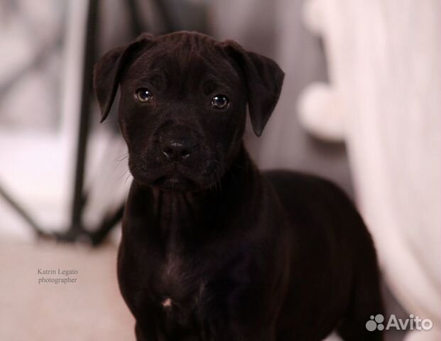 Чёрная пантера