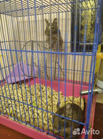 Чилийские белки