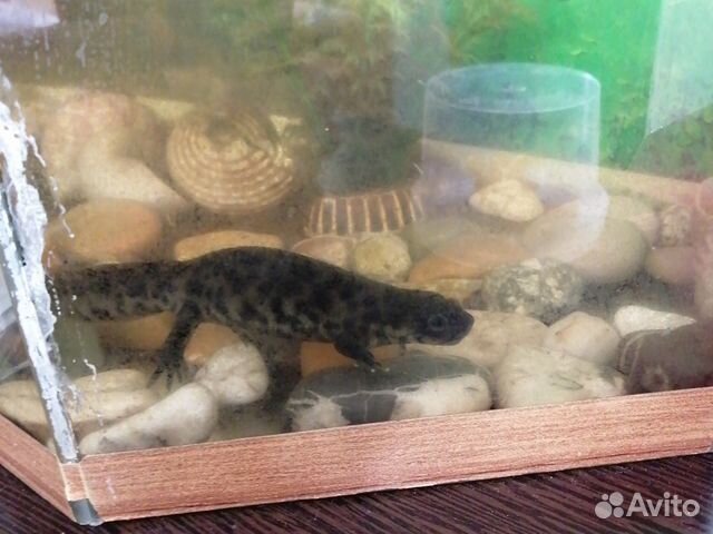 Тритоны с аквариумом