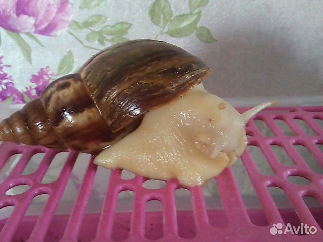 Улитка Ахатина