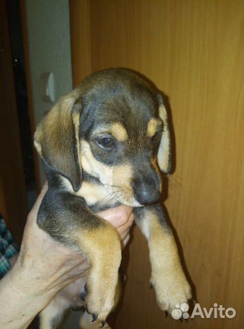 Такса (метис)