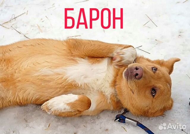 Барон ищет семью