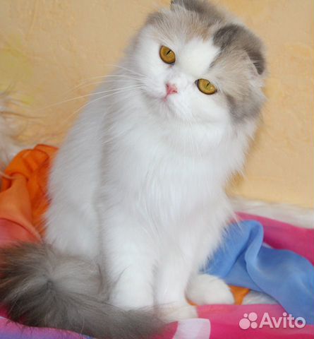 Отдаю кошку хайленд фолд