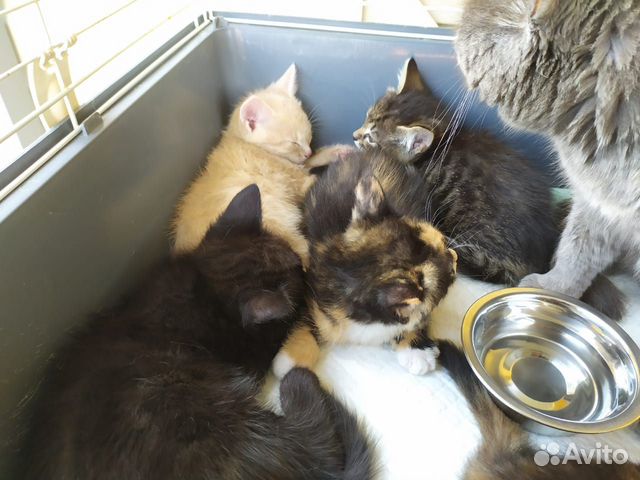 Котятушки в добрые руки