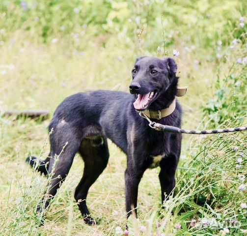 Молодой охранник Агат в добрые руки