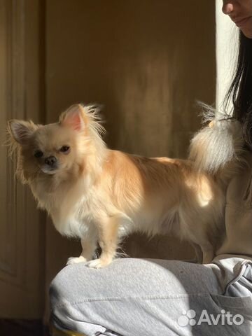 Вязка. Ищем невесту Чихуахуа